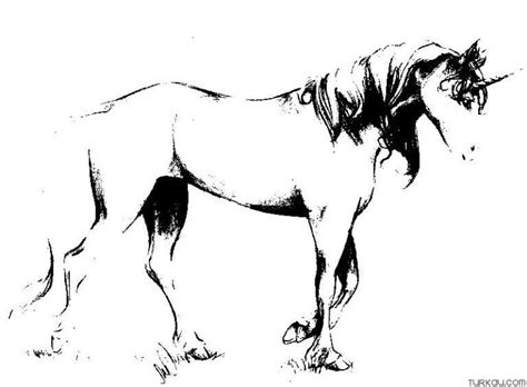 Realistic Unicorn Coloring Page Turkau