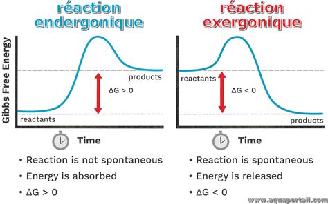 Réaction exergonique définition et explications