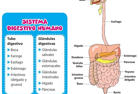 Aparato Digestivo Generalidades Las Funciones Principales Son La