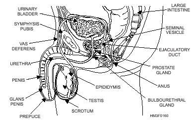 Male Reproductive System Side View Diagram