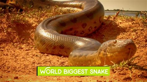 Biggest Snakes Ever Discovered Caught On Camera World Biggest