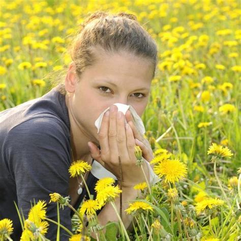 Alergia Na Py Ki Traw Jak Si Broni Zwierciadlo Pl