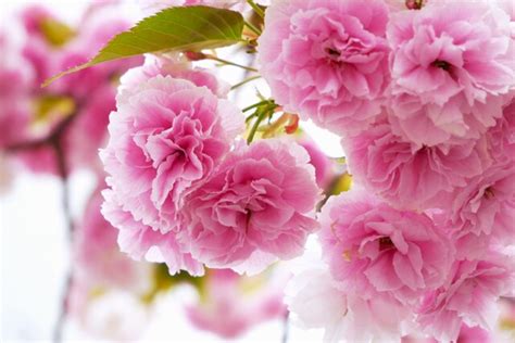八重桜3 by ken2023 ID12360204 写真共有サイト PHOTOHITO