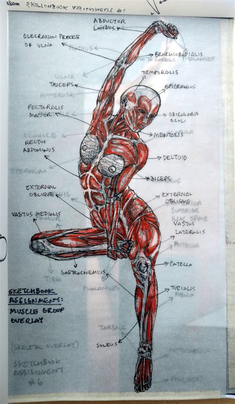 Anatomy Of The Body Drawing