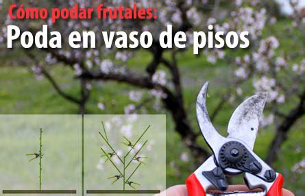 Cómo podar frutales Poda en vaso de pisos Agrologica