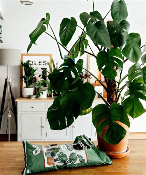 Easiest Houseplants To Grow From Cuttings And How To Propagate Homes
