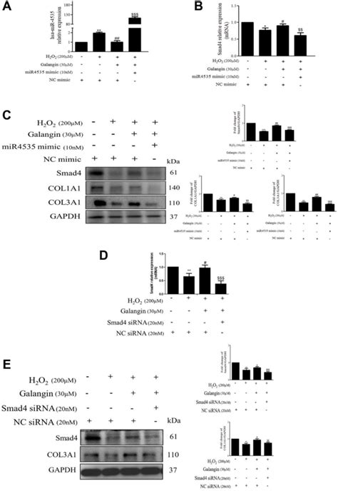 Inhibition Of Smad4 By SiRNA Or Hsa MiR 4535 Mimic Reverses The
