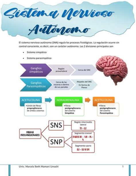 Sistema Nervioso Autónomo Marcela Ibeth uDocz