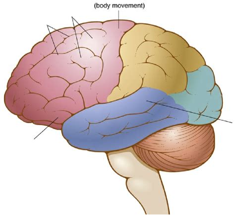 HSCI 2220 Chapter 10 Fig 10 7 Left Cerebral Hemisphere Diagram