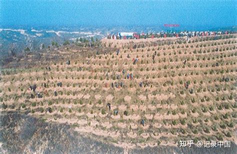 梦在青山绿水间陕西省延长县国家储备林基地建设侧记 知乎