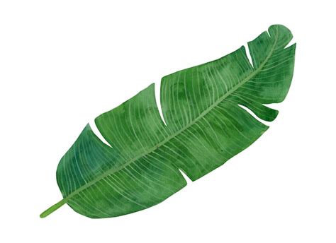 Hoja Verde Recortada Sobre Un Fondo Blanco Foto Premium