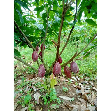 Jual Bibit Kopi Coklat Jenis MCC 02 Warna Merah Sangat Valid 100
