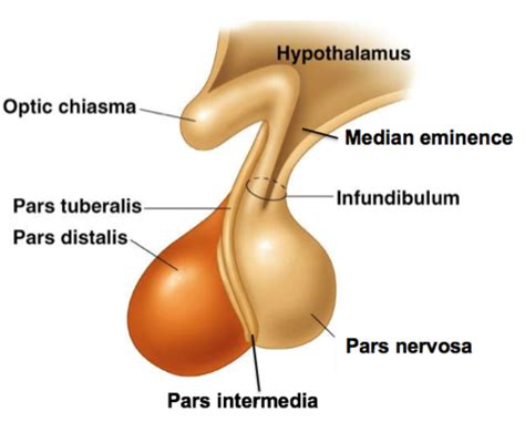 Endocrine Flashcards Quizlet