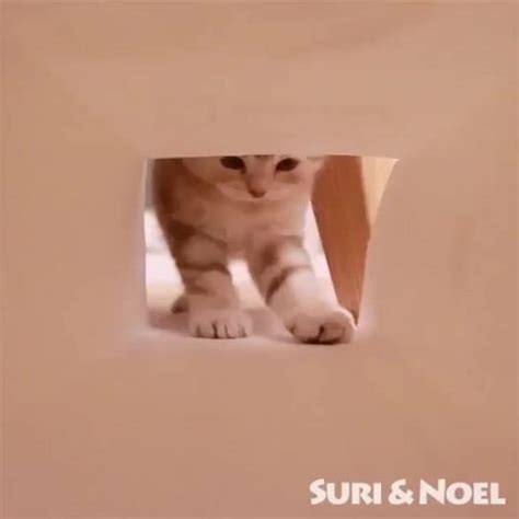 Making Sure The Coast Is Clear Before Entering X Post From R Aww