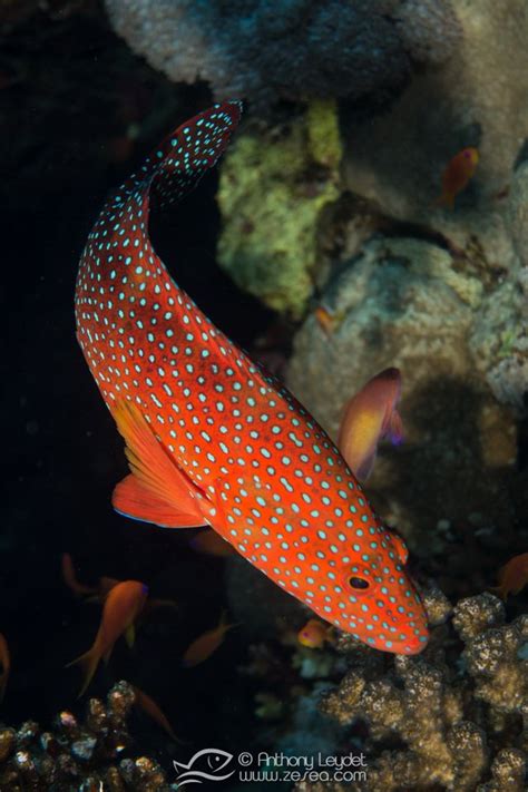 Les Poissons De Mer Rouge Le Blog De La Plong E Bio
