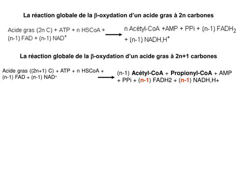 PPT Métabolisme des acides gras PowerPoint Presentation free