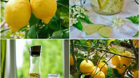 Día Mundial del Limón cuáles son los beneficios para la salud FM