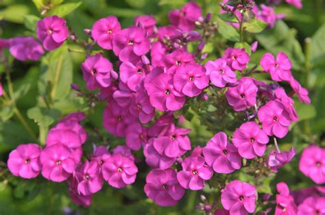 Plant With Tiny Pink Flowers Home Alqu