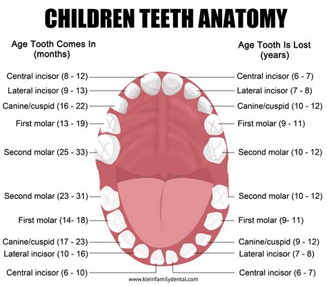 Parts Of A Tooth Diagram