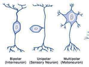 Basic Neuron Types Most Neurons Are Collected Into Packages Of One