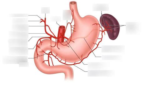 Labelled Stomach Vasculature Diagram Quizlet