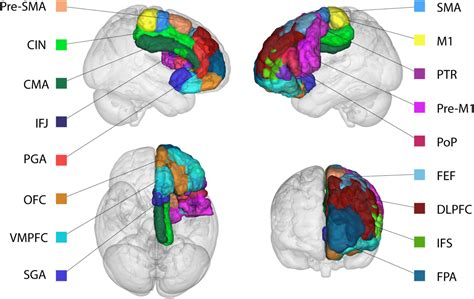 Frontiers The Connectivity Fingerprint Of The Human Frontal Cortex