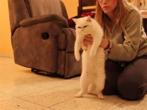CAT Gangnam Style Video Dailymotion
