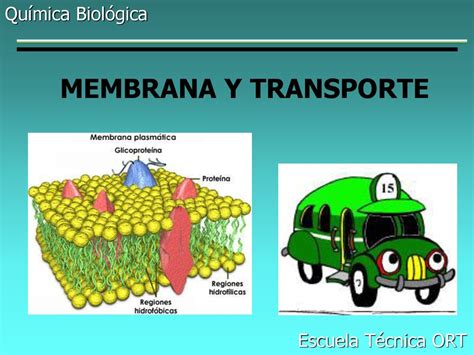 Química Biológica MEMBRANA Y TRANSPORTE Escuela Técnica ORT ppt