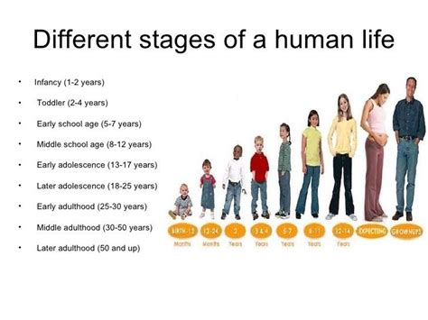 Life Cycle Of Human Being By Stages