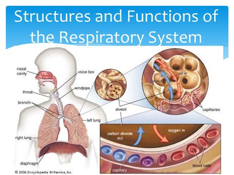 PPT Structures And Functions Of The Respiratory System PowerPoint