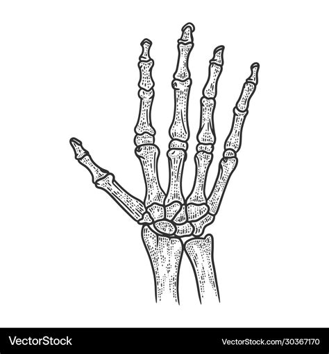 Human Hand Skeleton Sketch Royalty Free Vector Image
