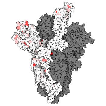 Pdb Molecule Of The Month Sars Cov Spike Variants