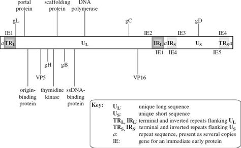 Herpesviruses And Other DsDNA Viruses Basicmedical Key