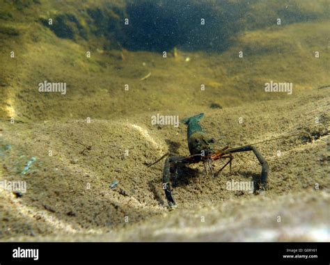 Riesen garnele Fotos und Bildmaterial in hoher Auflösung Alamy