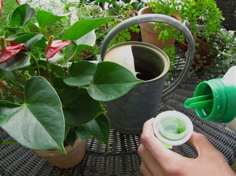 Abonar las plantas por qué cuándo de qué manera Guía Completa 2023