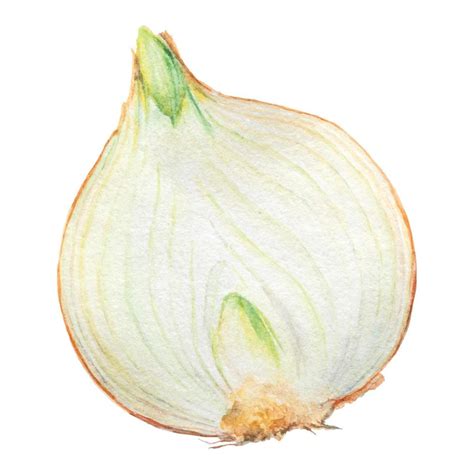 Hand Drawn Watercolor Onion Isolated On White Background 21182903