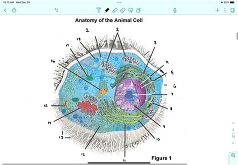 Biology Final Exam Flashcards Quizlet