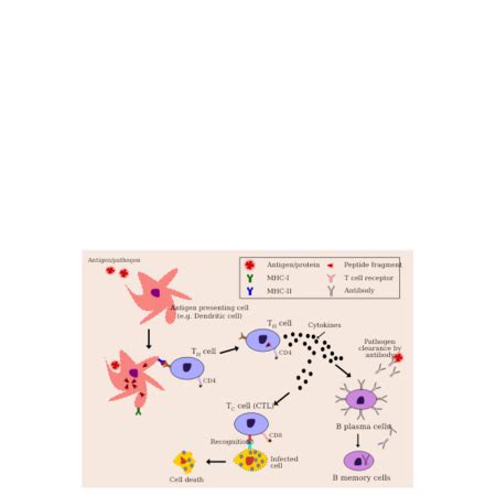 Cell Mediated Immunity Response Definition Types Lesson Study