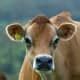 Do Guernsey Or Jersey Cows Produce Better Milk Delishably