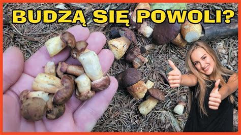 Grzyby powoli budzą się Podgrzybki Grzybobranie 2023 10 29 Wałbrzych