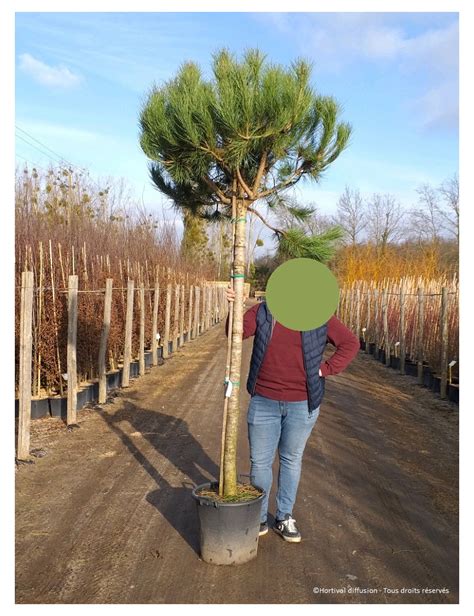Pinus Pinea Pin Parasol
