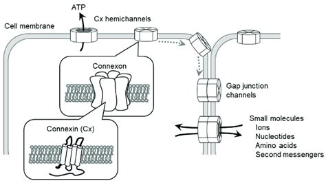 Gap Junctions GJ And Connexin Cx Hemichannel Mediated Intercellular
