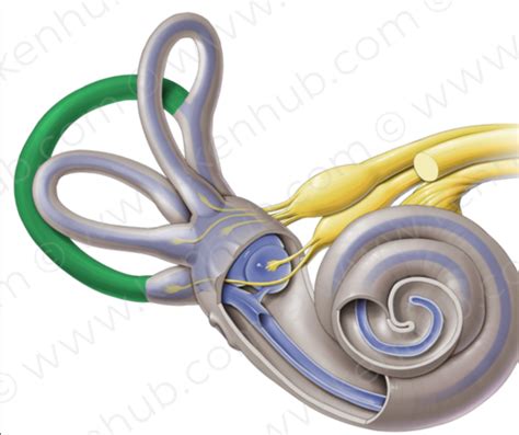 Vestibular System Flashcards Quizlet