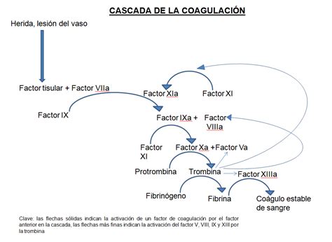 Cascada De La Coagulaci N
