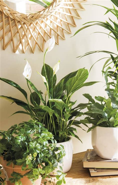 10 Plantas De Interior Para Refrescar La Casa Cuando Suben Las Temperaturas