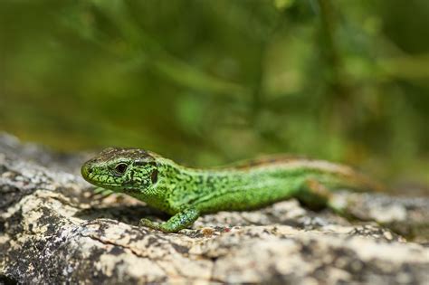 Lagarto De Arena Reptil Foto Gratis En Pixabay Pixabay
