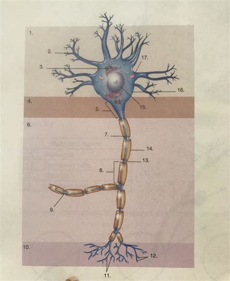 A P Lab Practical Neuron Diagram Quizlet