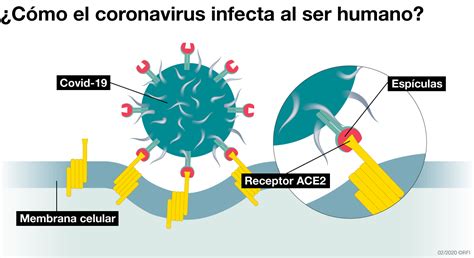 El Coronavirus 2019 NCoV En 7 Puntos Claves RFI