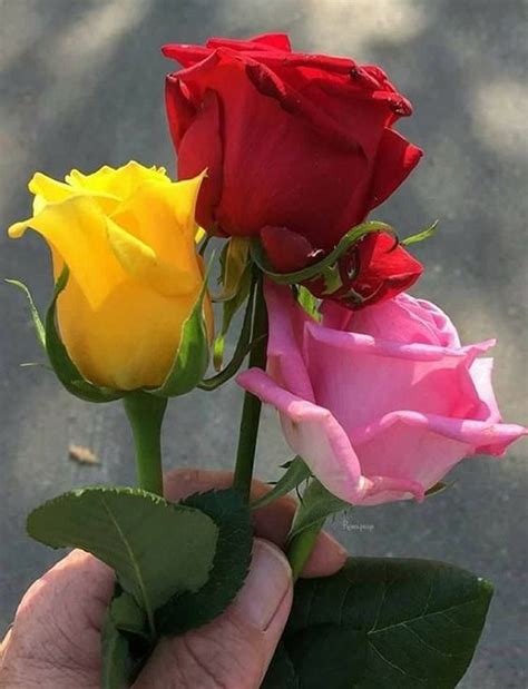 Пин от пользователя Marito Hernández Farfán на доске Rosas Hermosas