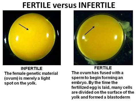 can you tell if an egg is fertilized backyard chickens learn how to raise chickens